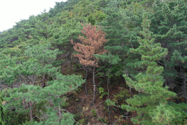 “소나무재선충병 확산 … 울진금강송을 지켜야”